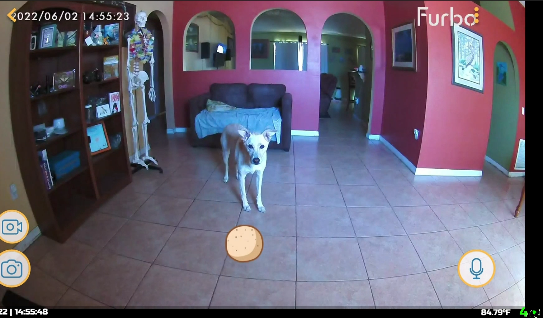 Twitch streamer DrWD40 shows off next-level dog cam - Dot Esports